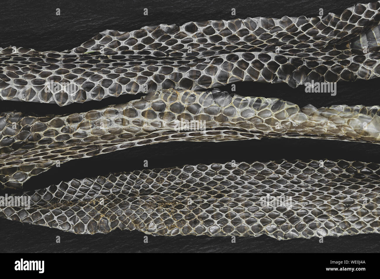 Part of old dropped grass snake (lot. Natrix natrix, ringed snake or ...