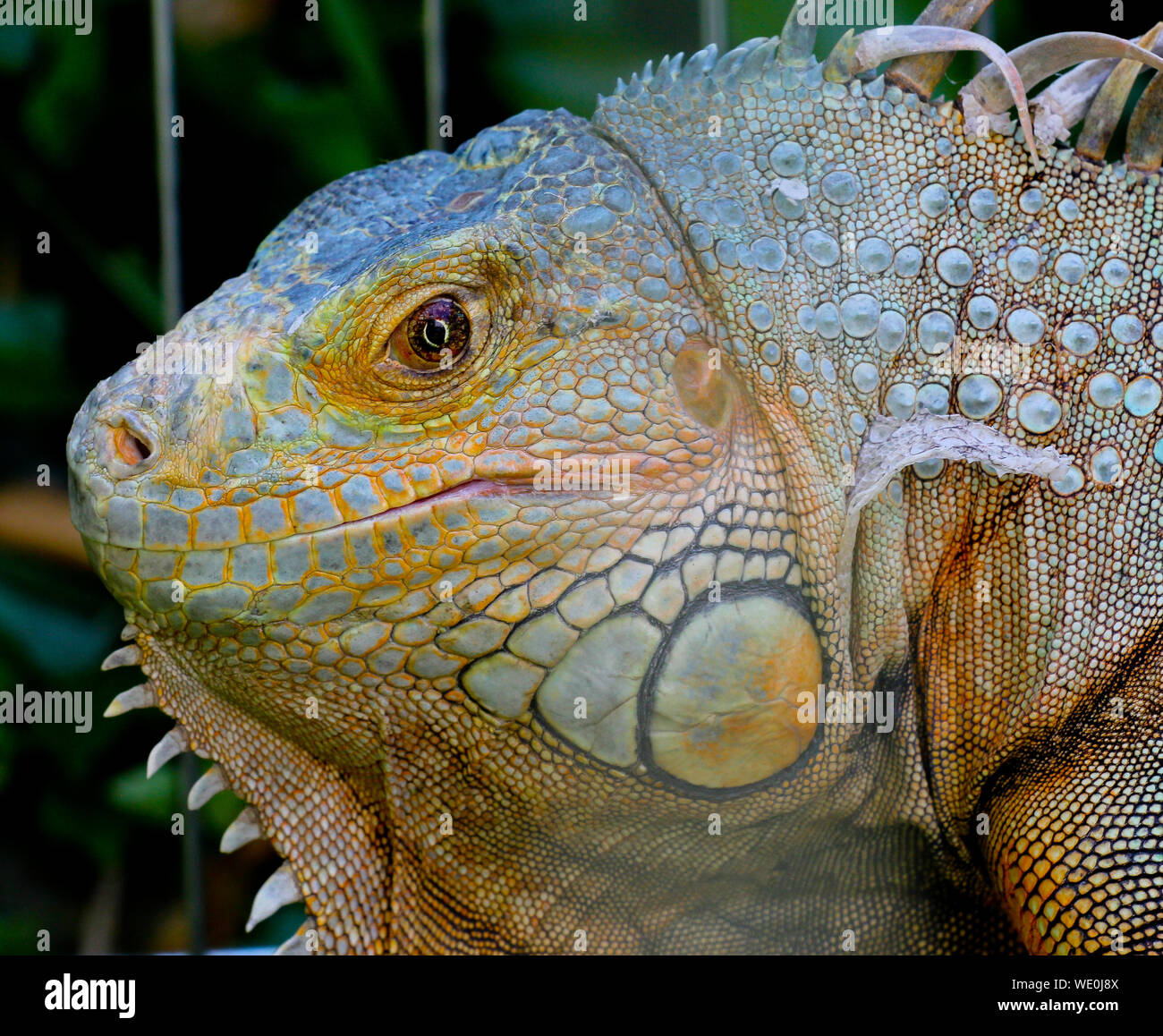 Iguana iguana body hi-res stock photography and images - Alamy