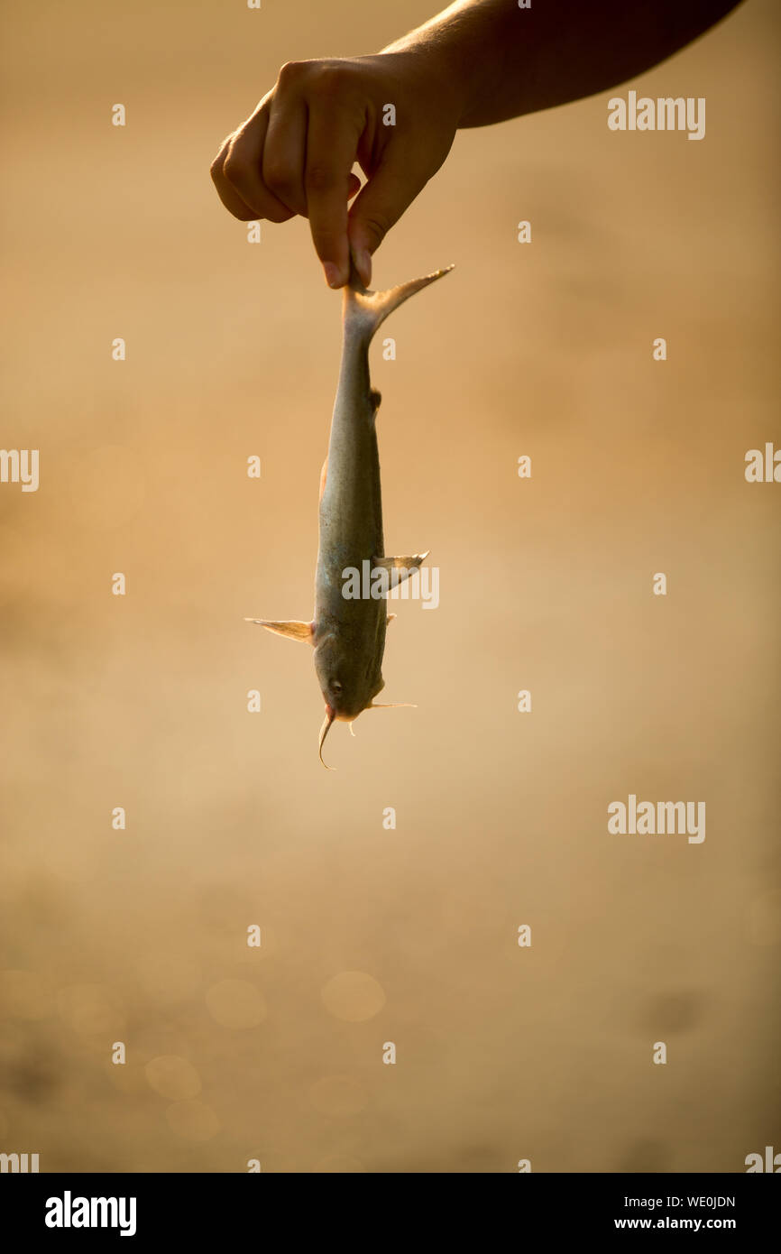 Upside Down Catfish High Resolution Stock Photography and Images - Alamy
