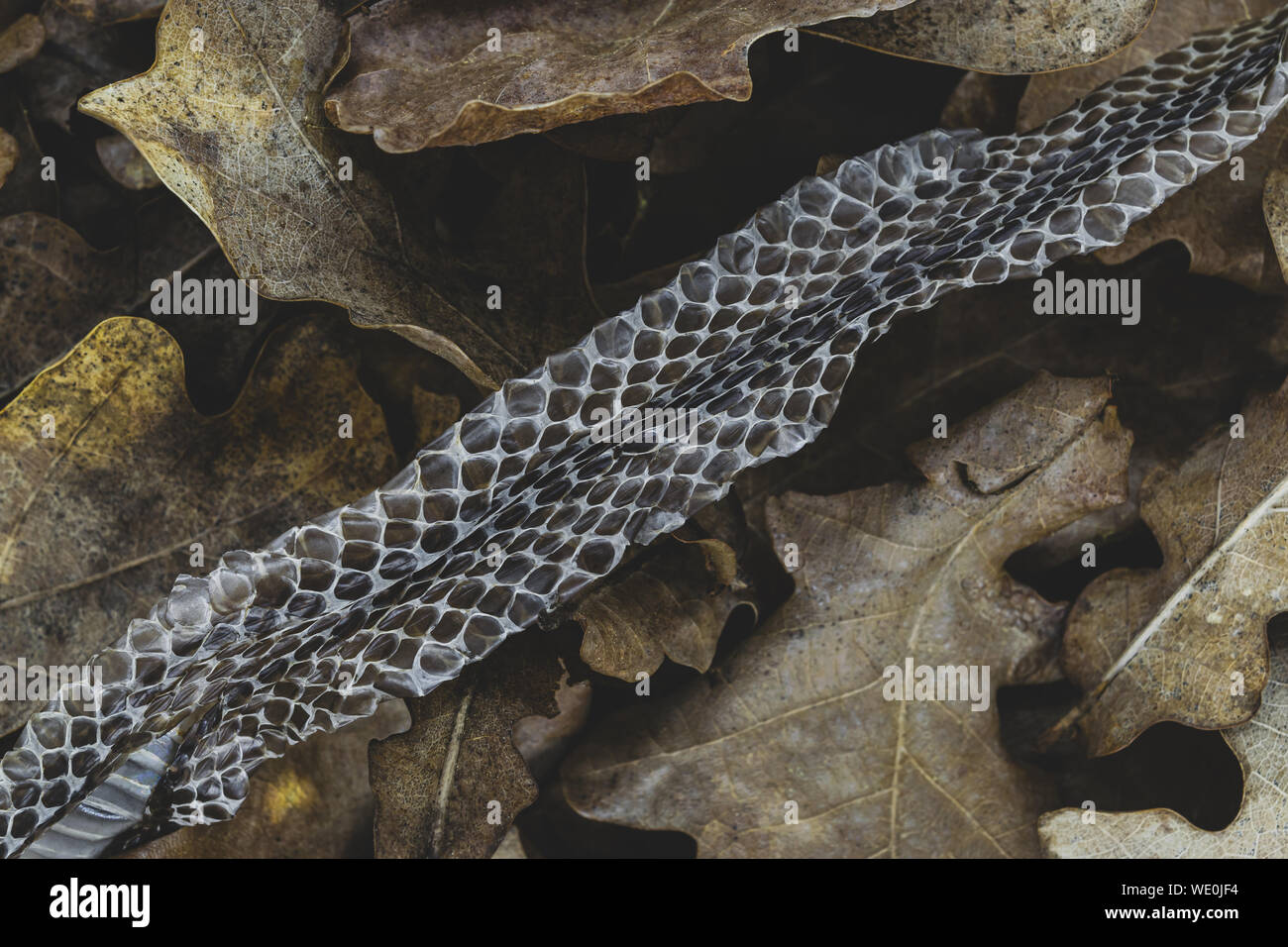 Part of old dropped grass snake (lot. Natrix natrix, ringed snake or ...