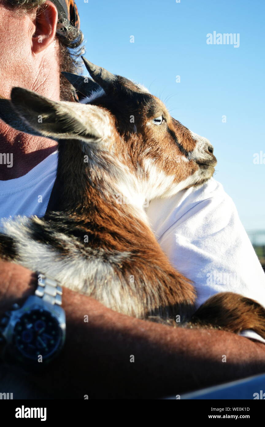 Person holding goat hi-res stock photography and images - Alamy
