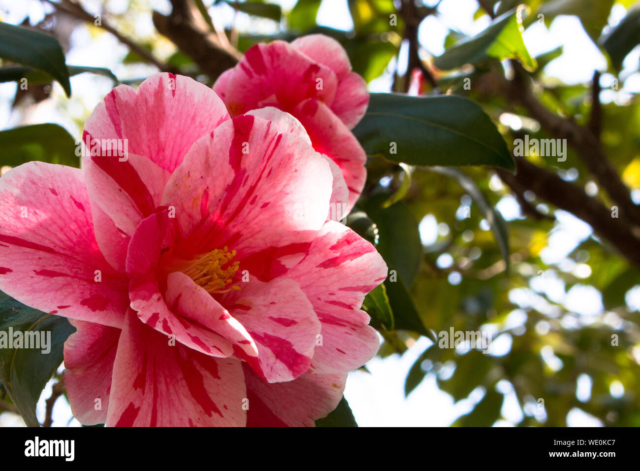 Close up single flower camellia hi-res stock photography and images - Alamy