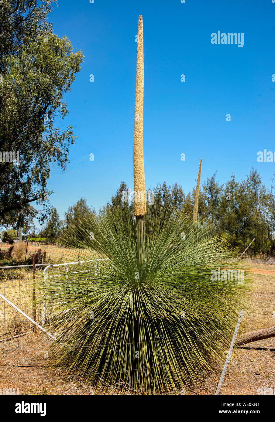 The grass tree hi-res stock photography and images - Alamy