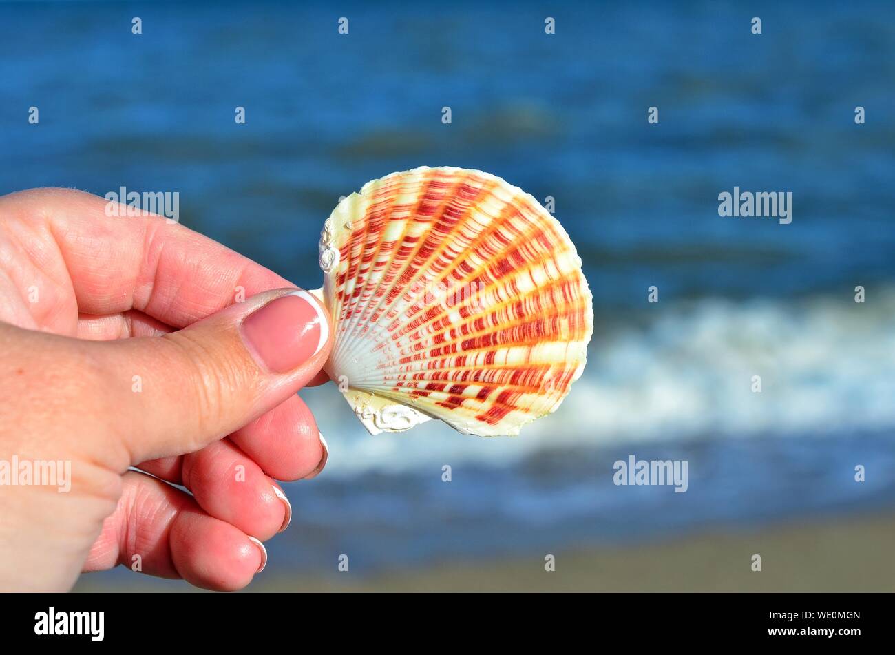 Wet hand holding shell hi-res stock photography and images - Alamy