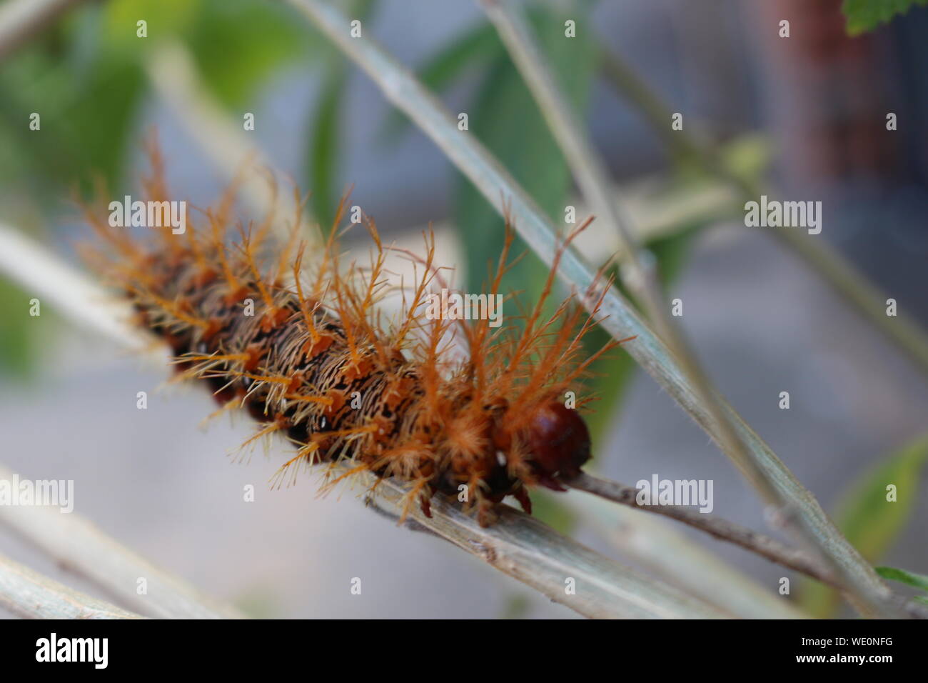 Creeping caterpillar hi-res stock photography and images - Alamy