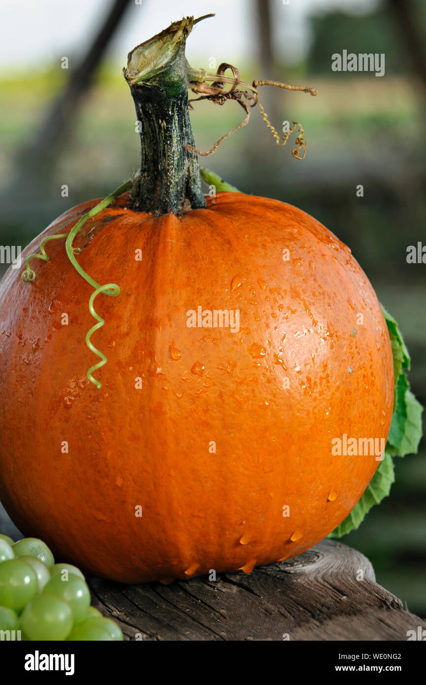 Wet pumpkin hi-res stock photography and images - Alamy