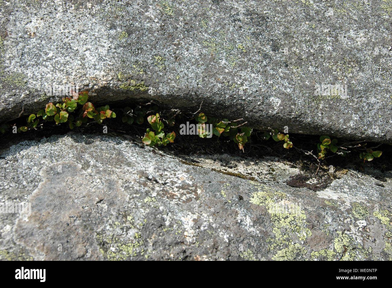 Growing crack hi-res stock photography and images - Alamy