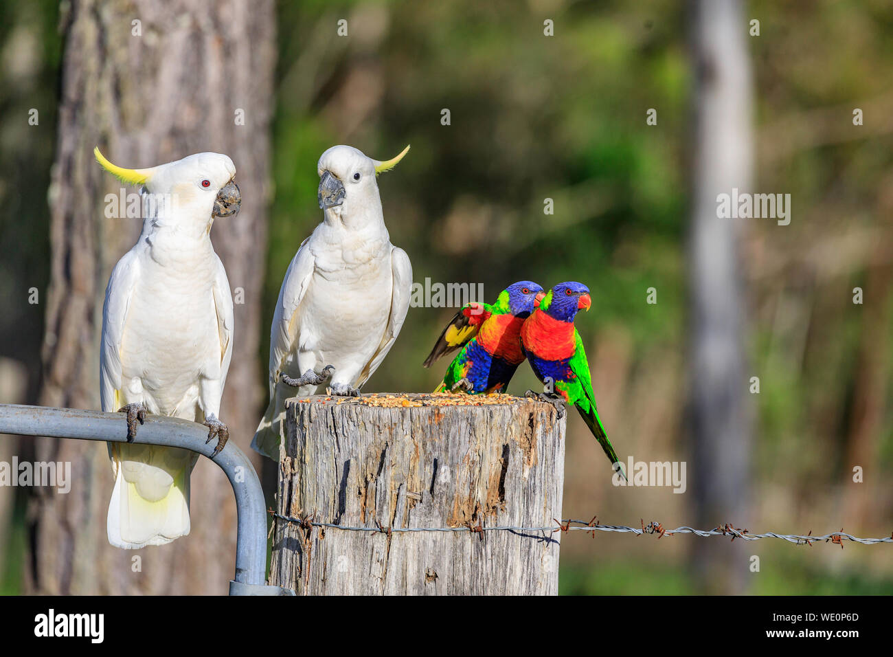 Sulphur crested cockatoo fighting hi-res stock photography and images ...