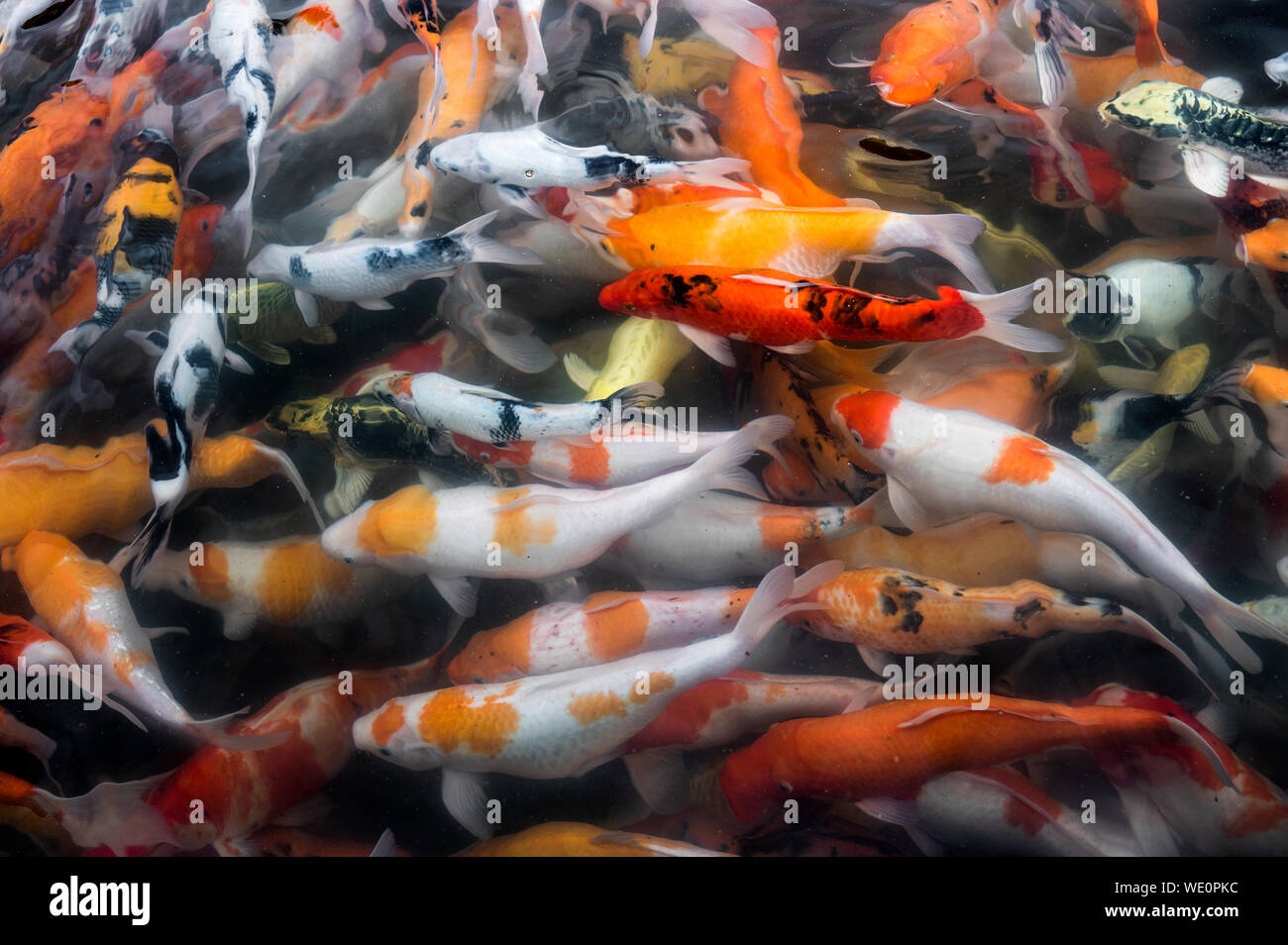 Japanese colorful Koi fish swimming in pond Stock Photo - Alamy