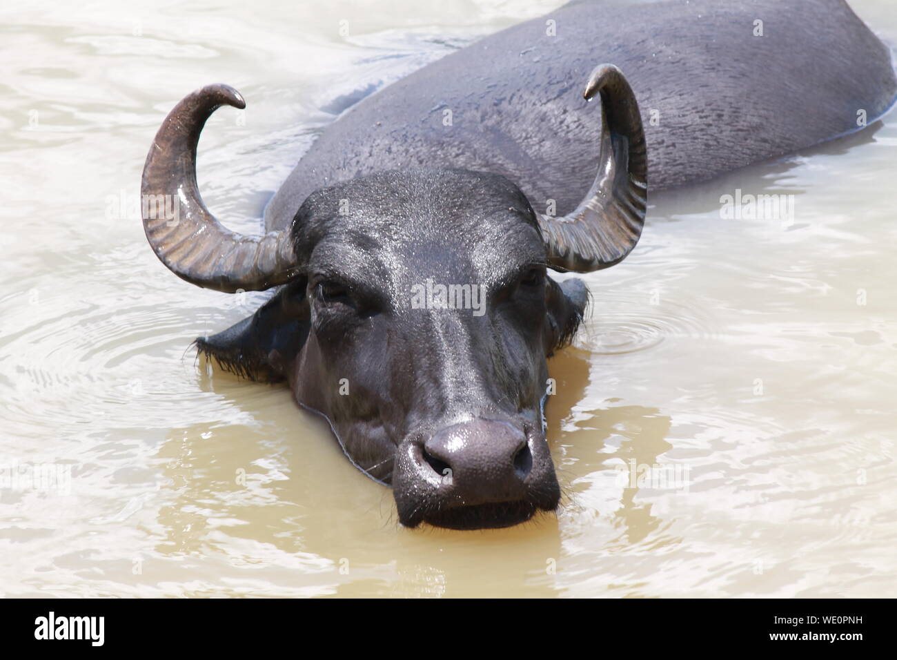 Portrait domestic water buffalo hi-res stock photography and images - Alamy