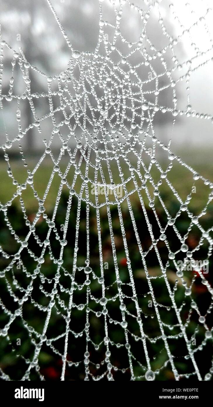Cobweb detail hi-res stock photography and images - Alamy