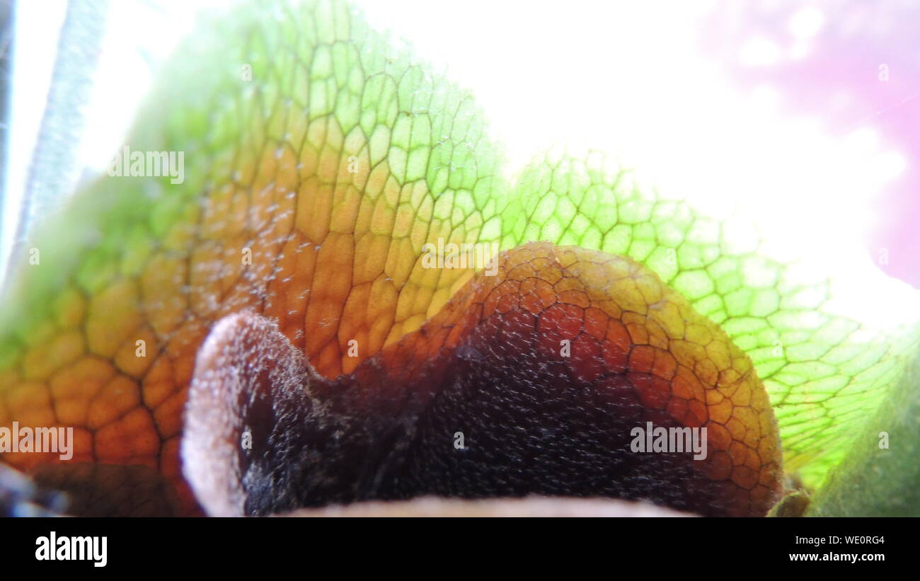 Stag horn hi-res stock photography and images - Alamy