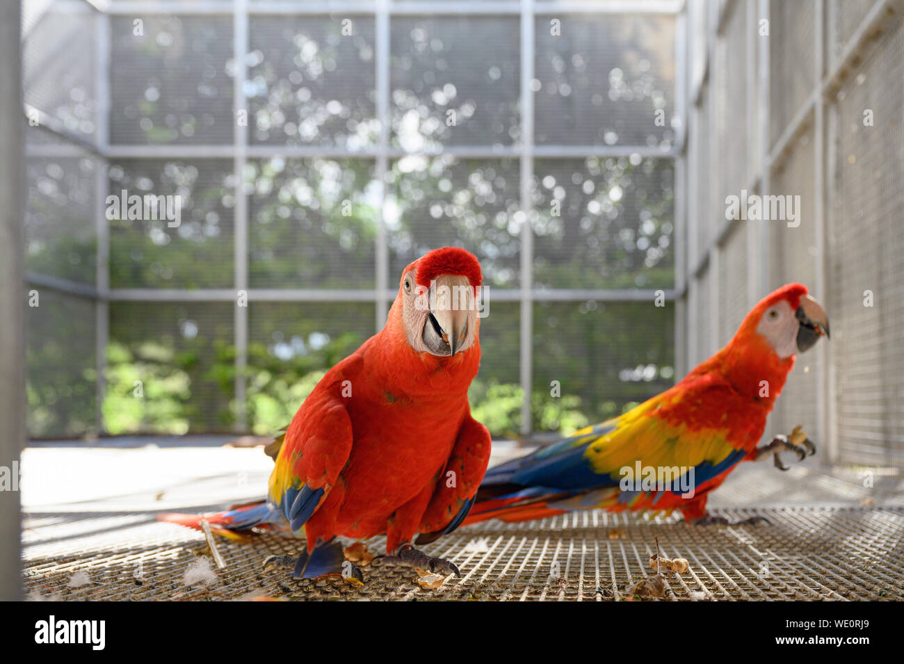 Scarlet Macaw eating peanut in cage on tropical rainforest Stock Photo ...