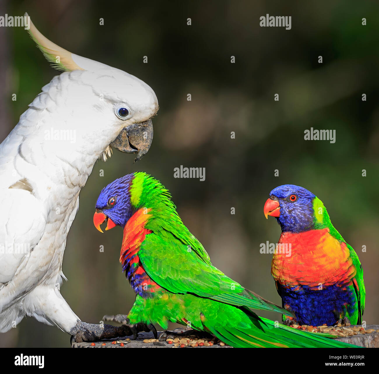 Sulphur crested cockatoo pair hi-res stock photography and images - Alamy