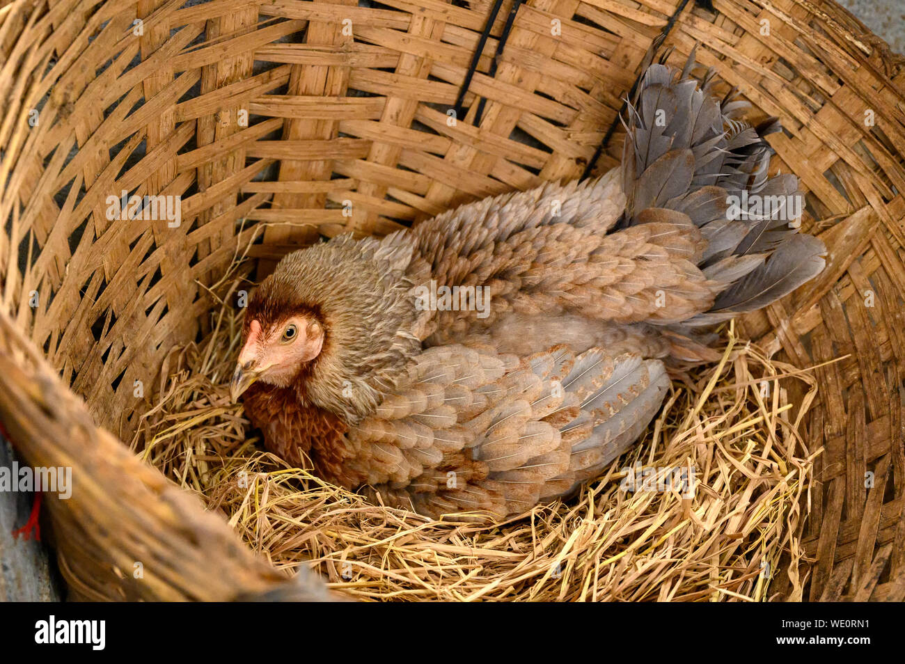 Hen basket hi-res stock photography and images - Alamy