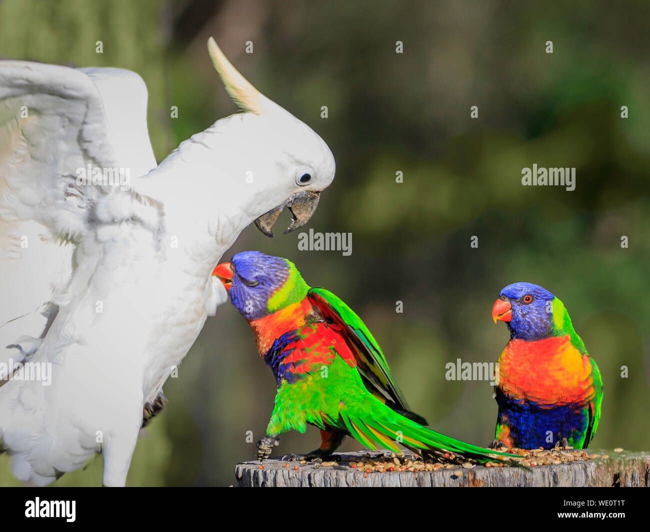 Sulphur crested cockatoo fighting hi-res stock photography and images ...