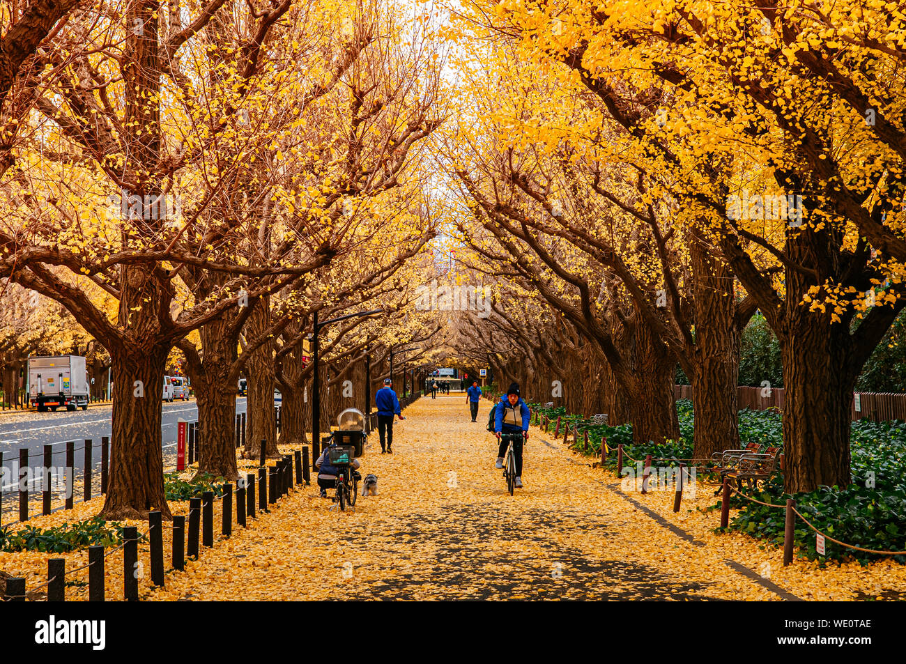 Icho namiki hi-res stock photography and images - Alamy