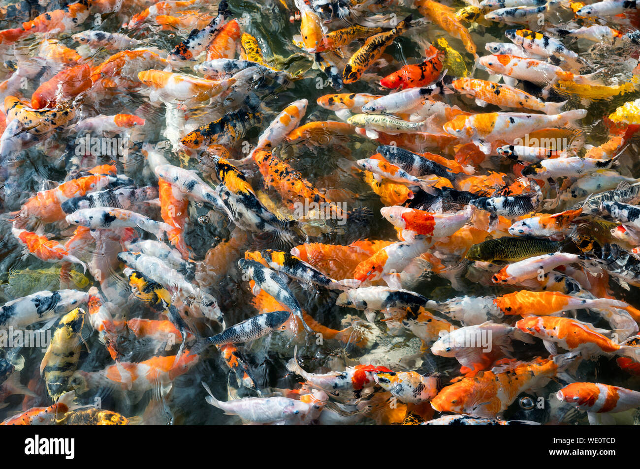 Japanese colorful Koi fish swimming in pond Stock Photo - Alamy