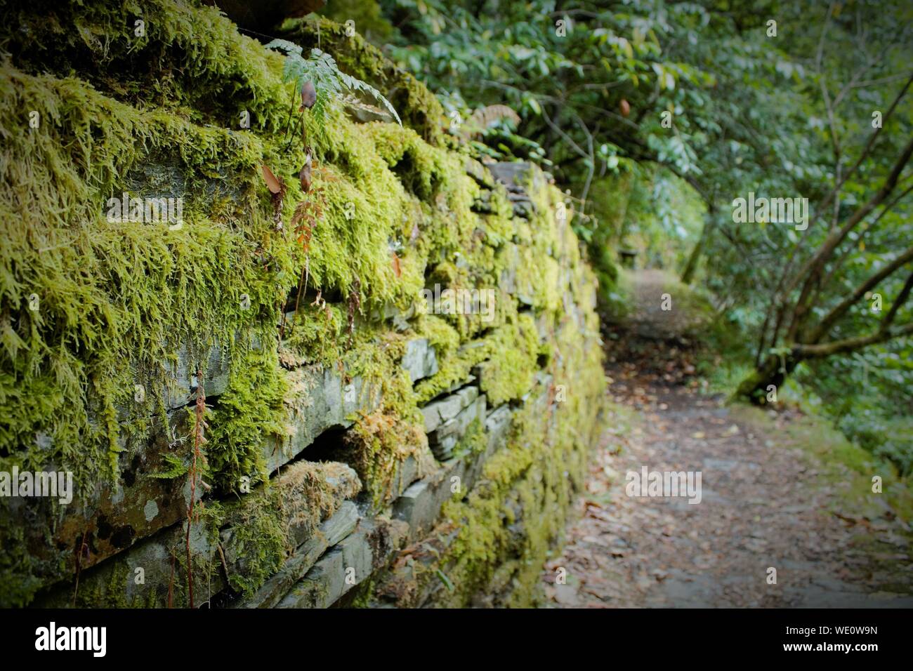 Moss in wall hi-res stock photography and images - Alamy