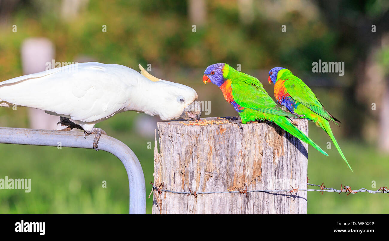 Sulphur crested cockatoo fighting hi-res stock photography and images ...