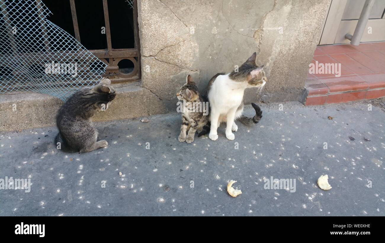 Three Cats High Resolution Stock Photography and Images - Alamy