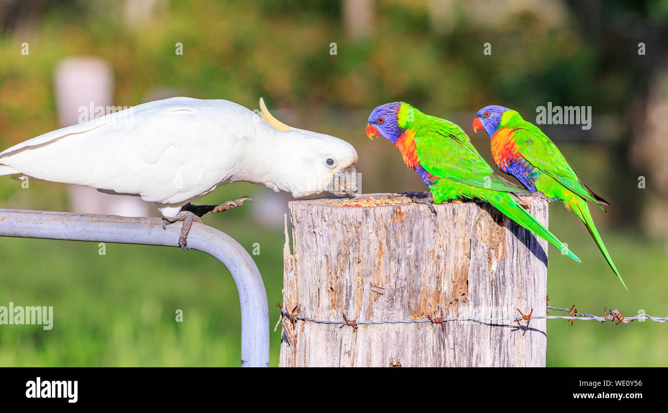 Sulphur crested cockatoo fighting hi-res stock photography and images ...