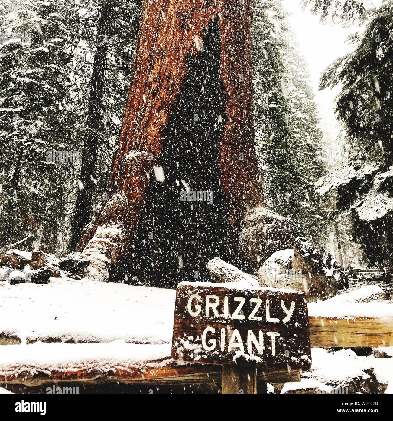 Grizzly bear den hi-res stock photography and images - Alamy