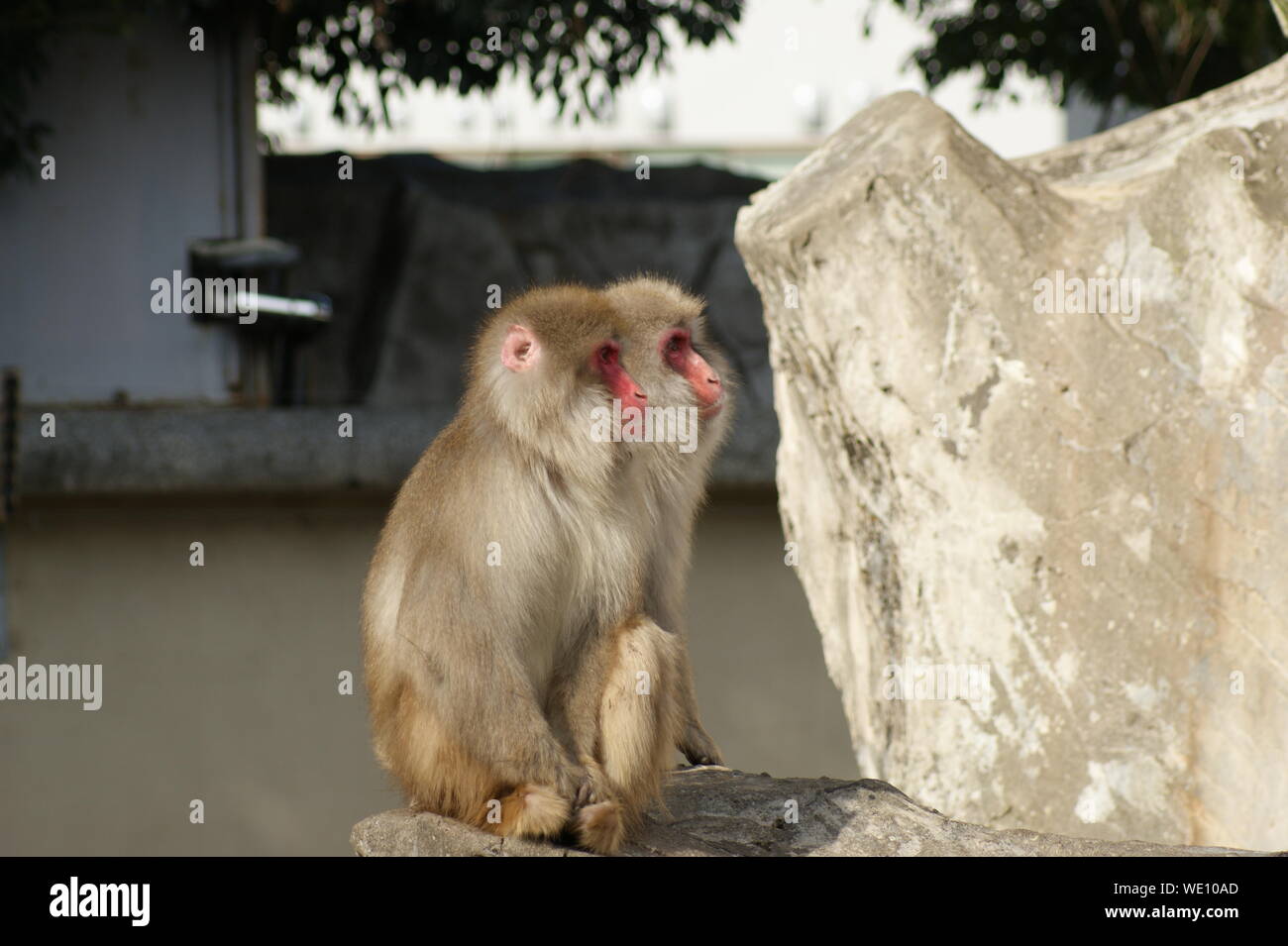 Family of monkeys on rock hi-res stock photography and images - Alamy