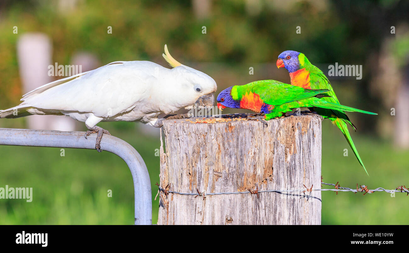 Sulphur crested cockatoo fighting hi-res stock photography and images ...