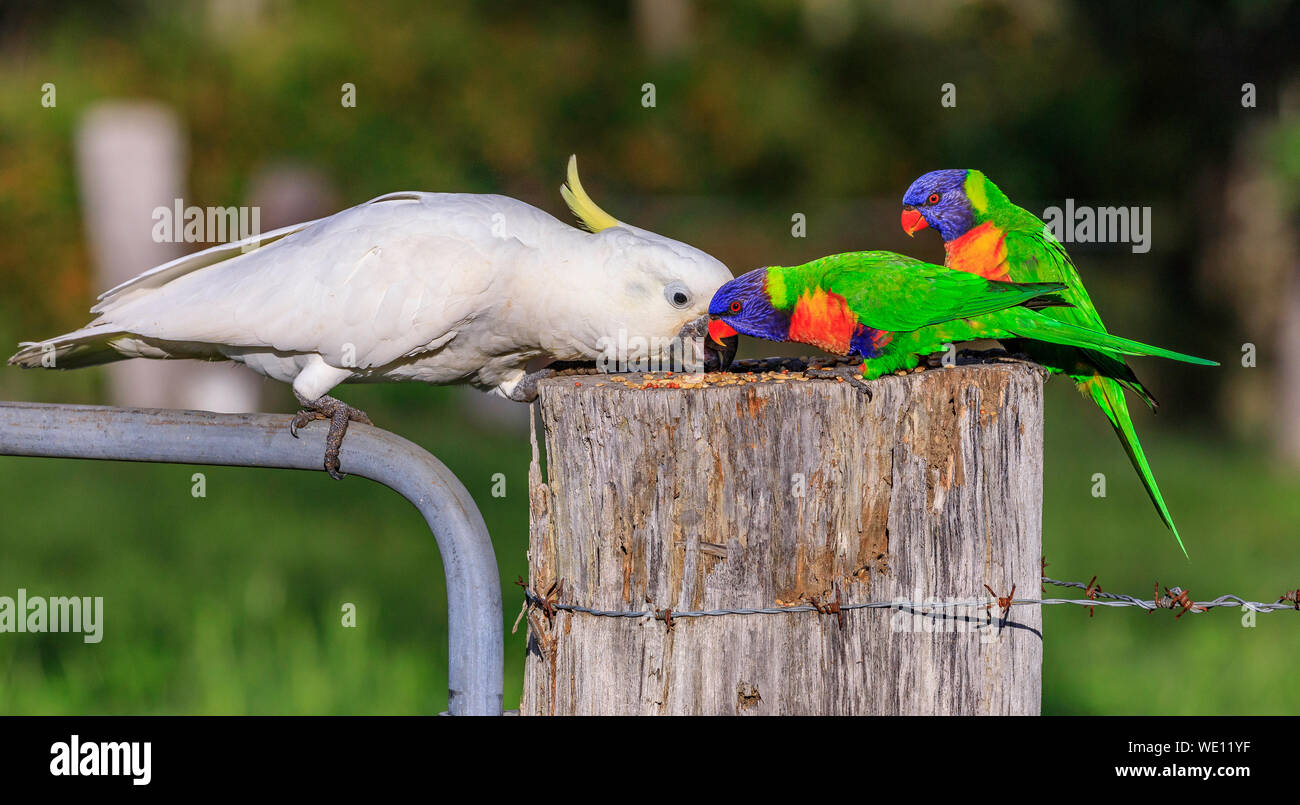 Sulphur crested cockatoo fighting hi-res stock photography and images ...