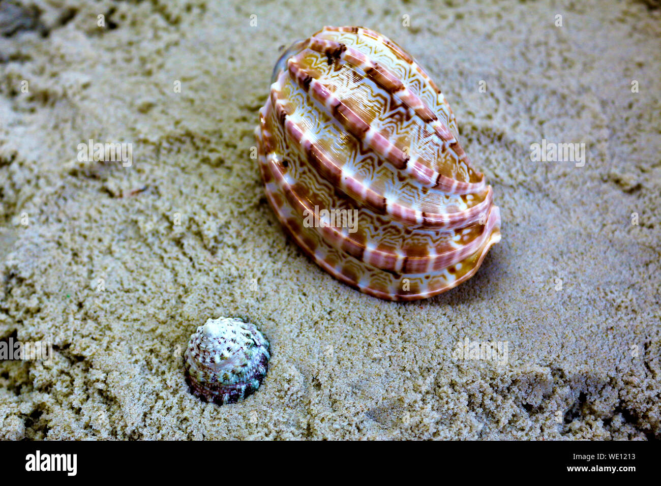 Shells on the Golden sand on the sea beach at sunset. Ocean yellow sand ...