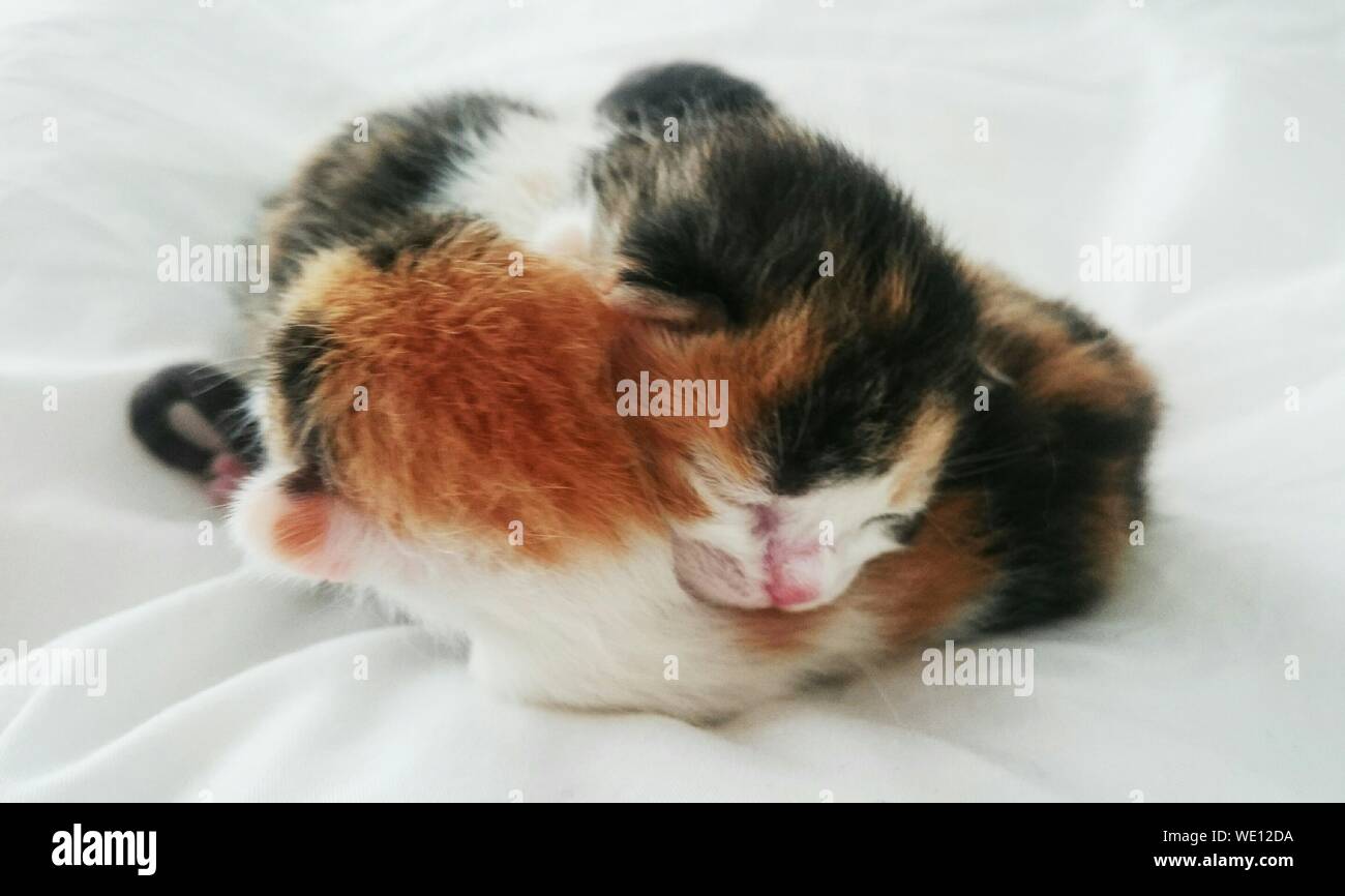 Cuddling Kittens High Resolution Stock Photography and Images - Alamy