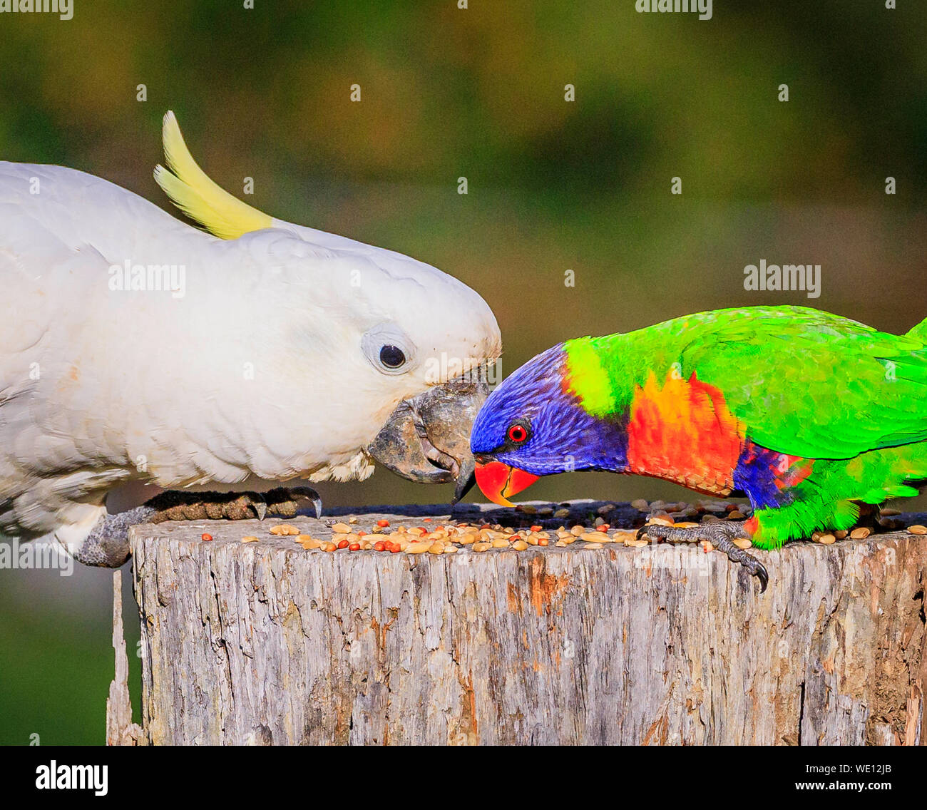 Sulphur crested cockatoo fighting hi-res stock photography and images ...
