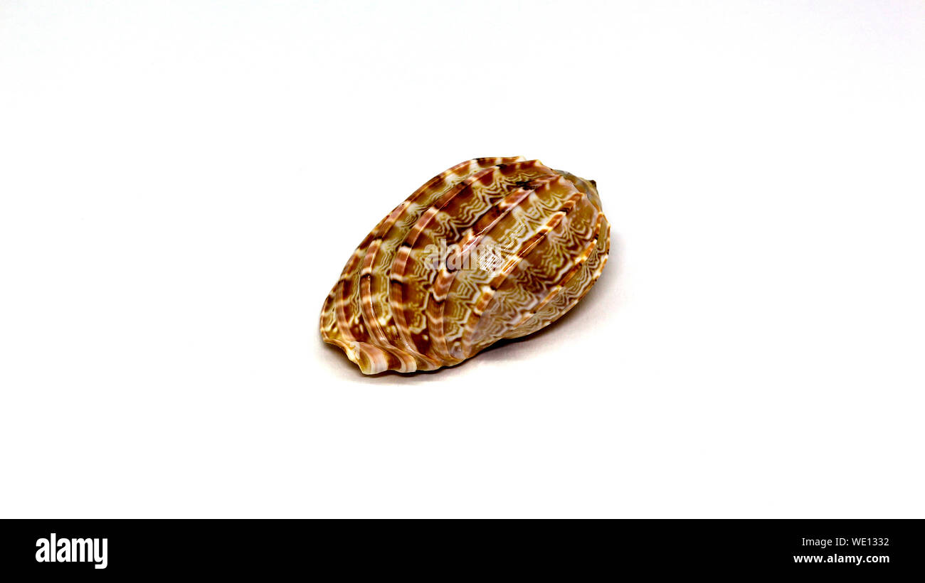 sea shell on white background, isolated Stock Photo - Alamy