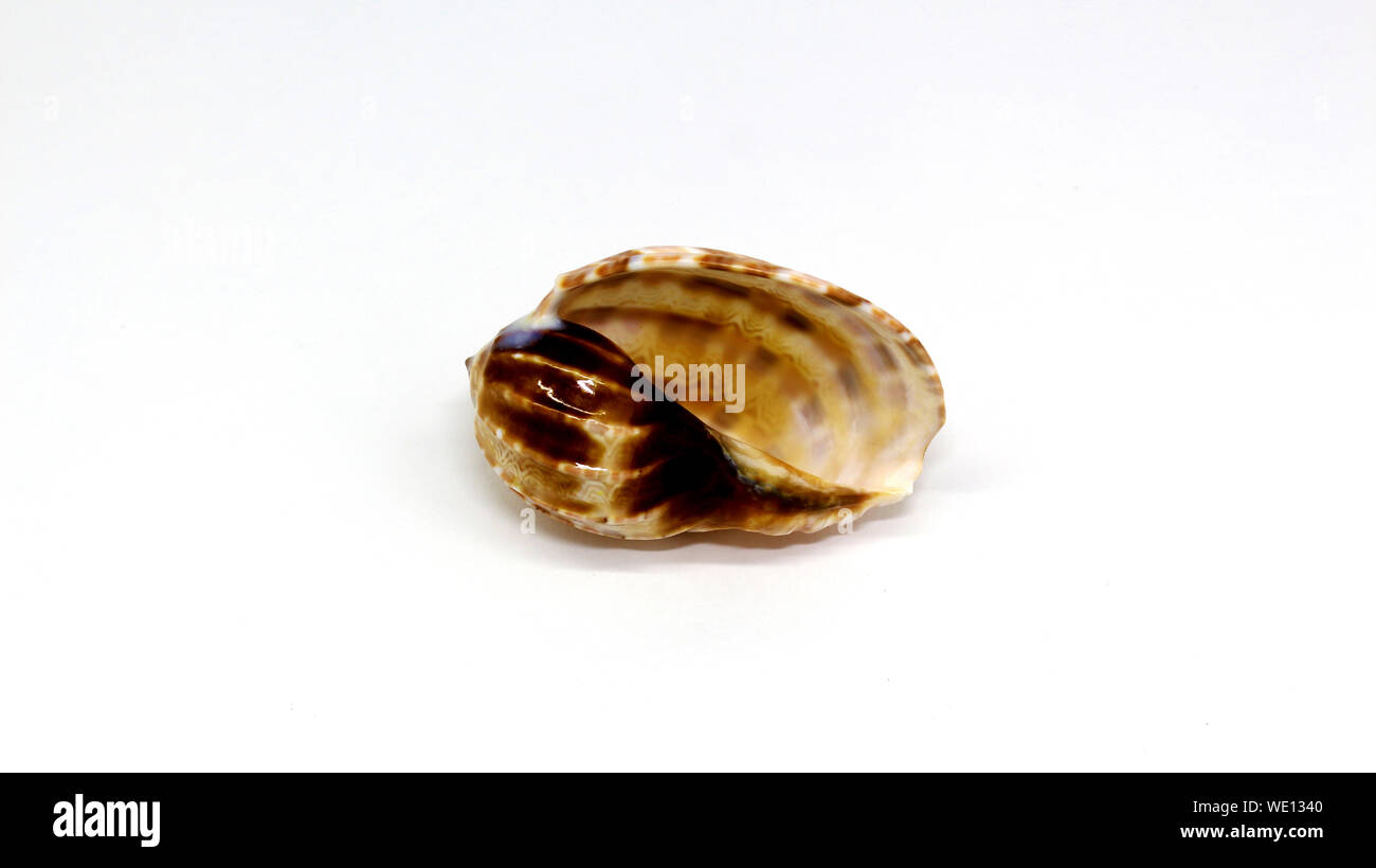 sea shell on white background, isolated Stock Photo - Alamy