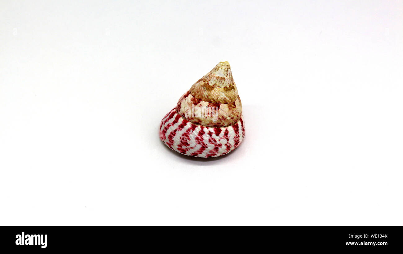 shell from the beach on white background, isolated Stock Photo - Alamy