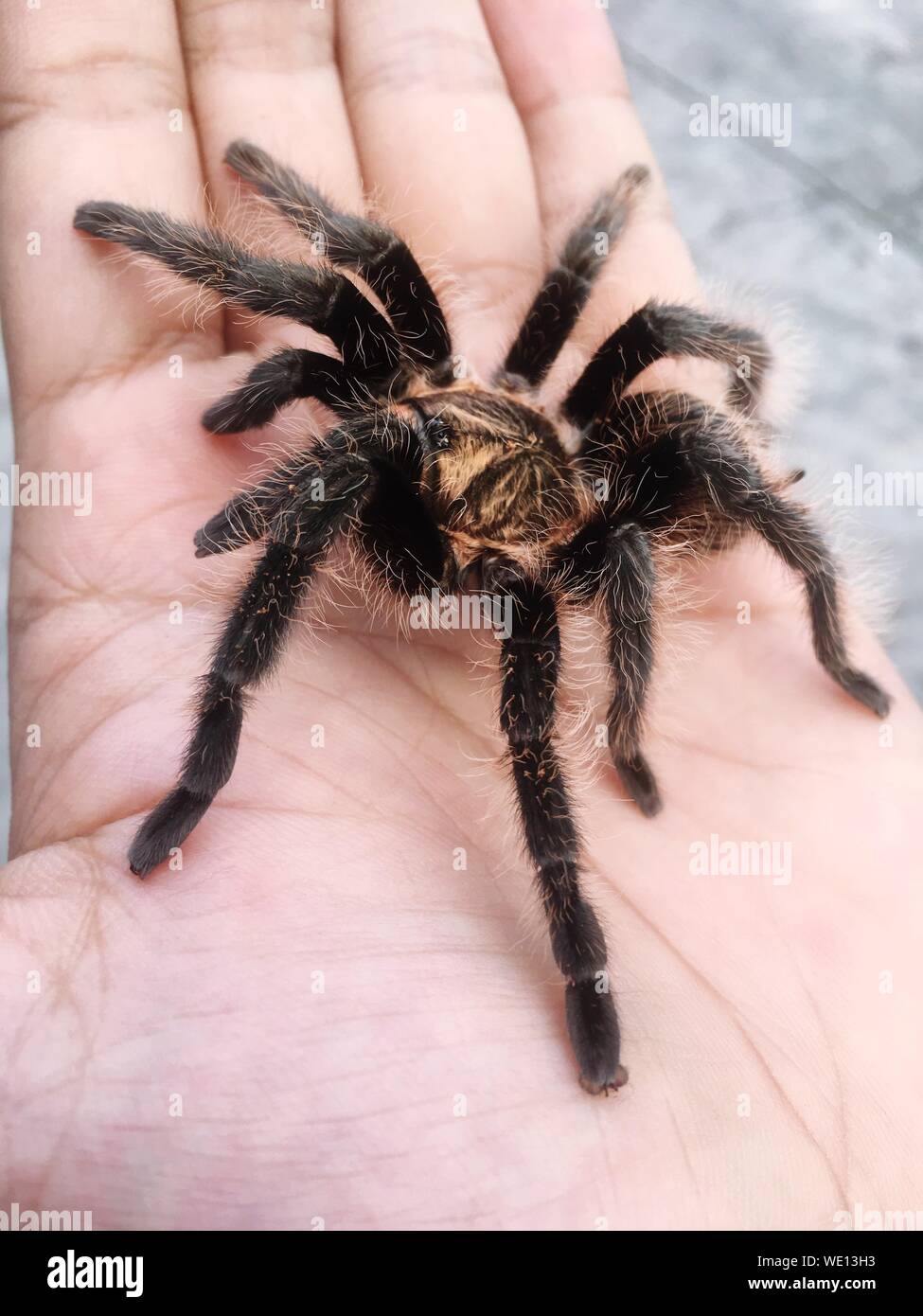 Tarantula Body High Resolution Stock Photography and Images - Alamy