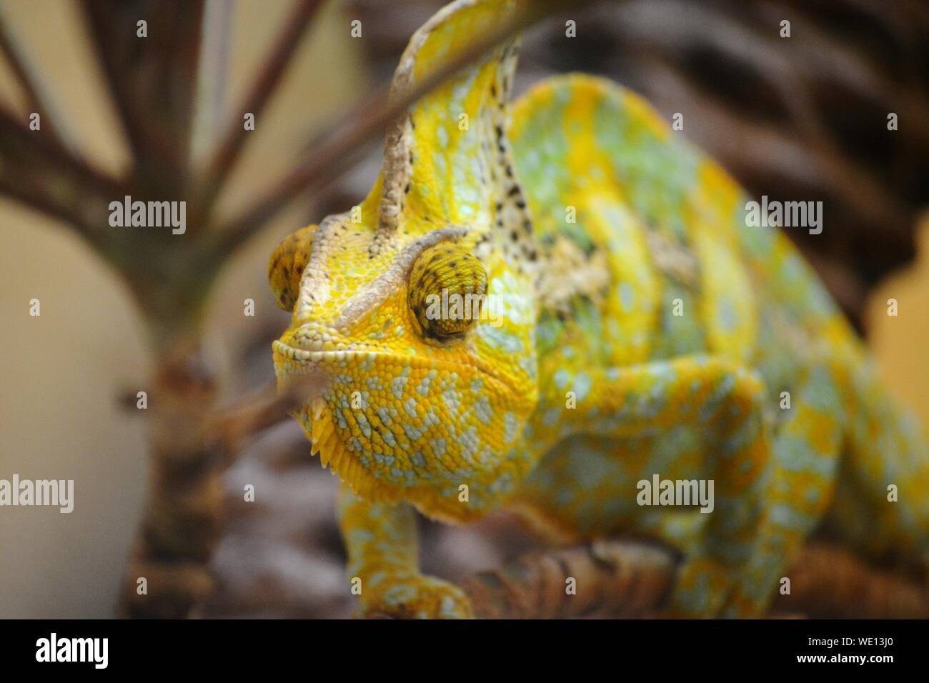 Yellow chameleon hi-res stock photography and images - Alamy