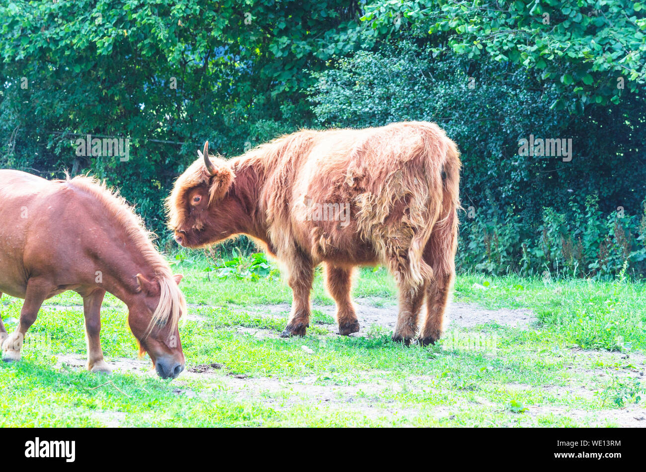 Cow horse hi-res stock photography and images - Alamy