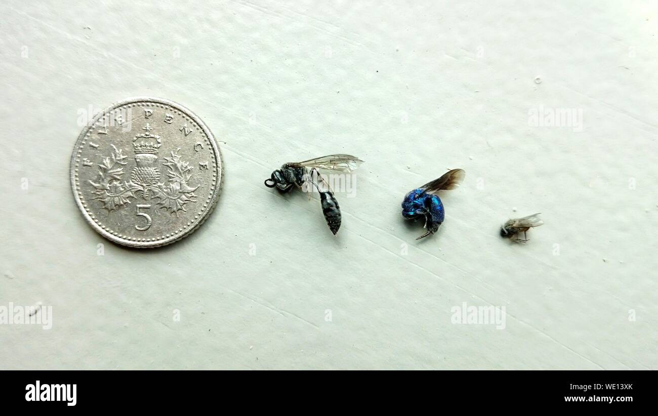 Insects communication hi-res stock photography and images - Alamy