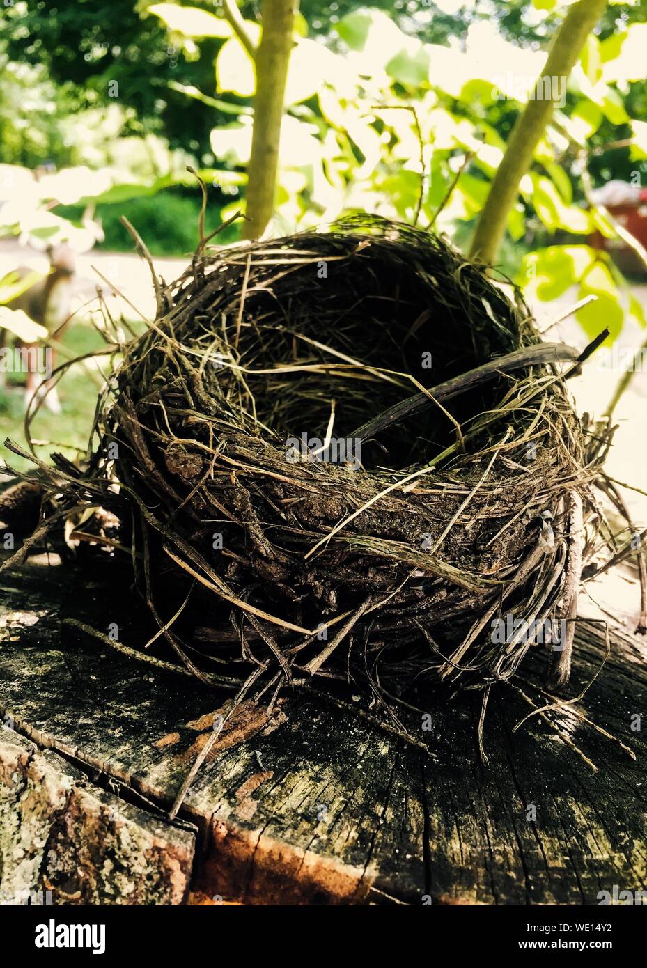 Close up bird nest hi-res stock photography and images - Alamy