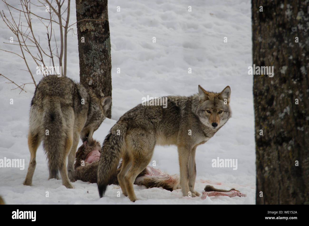 White wolves hunting hi-res stock photography and images - Alamy