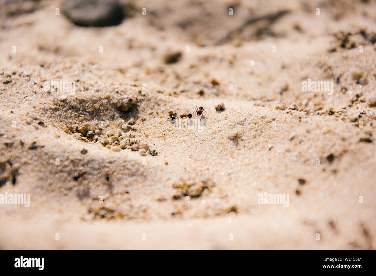 Ants Sand High Resolution Stock Photography and Images - Alamy
