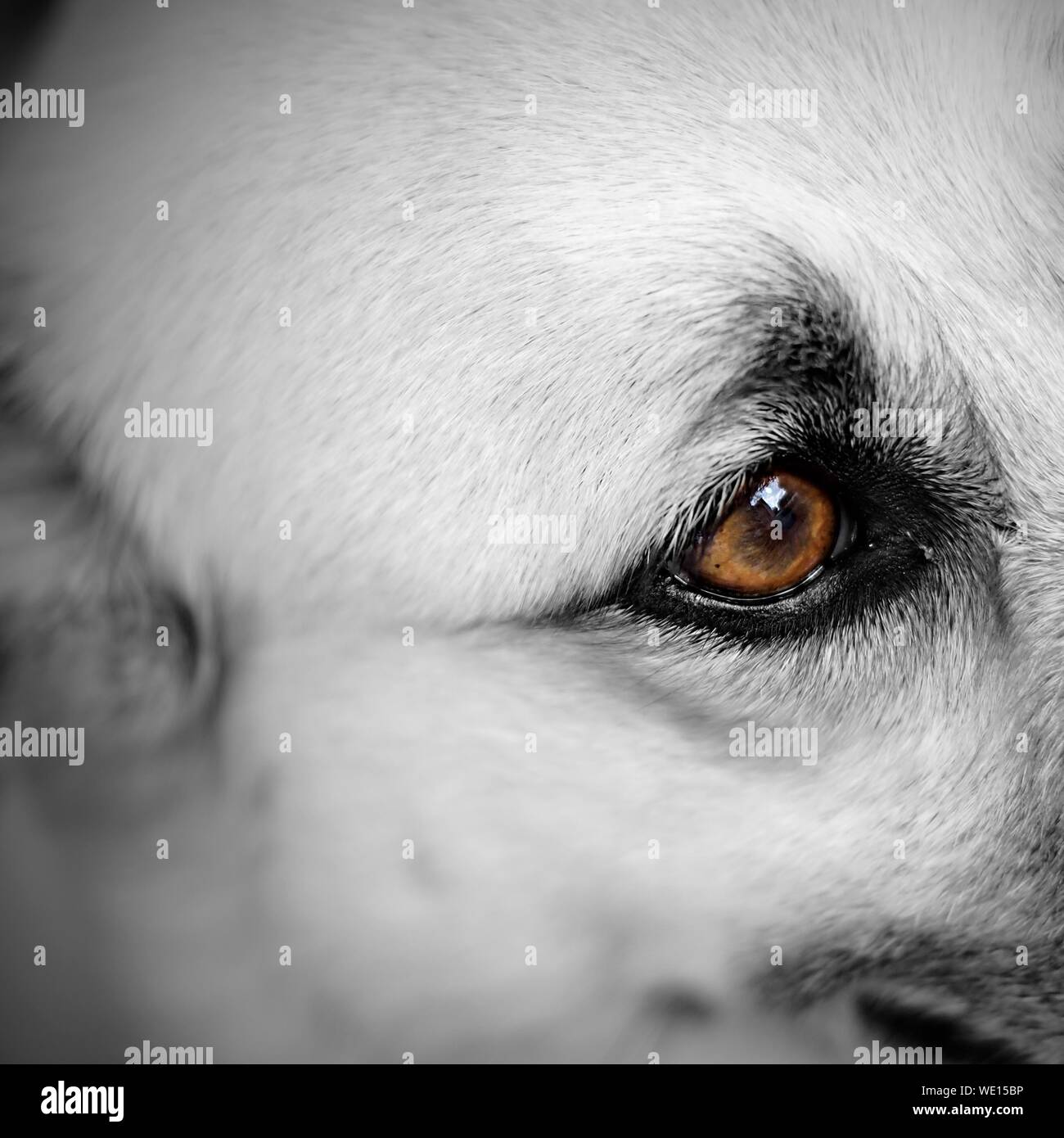 Extreme Close Up Dog Eye Animal Eye High Resolution Stock Photography ...