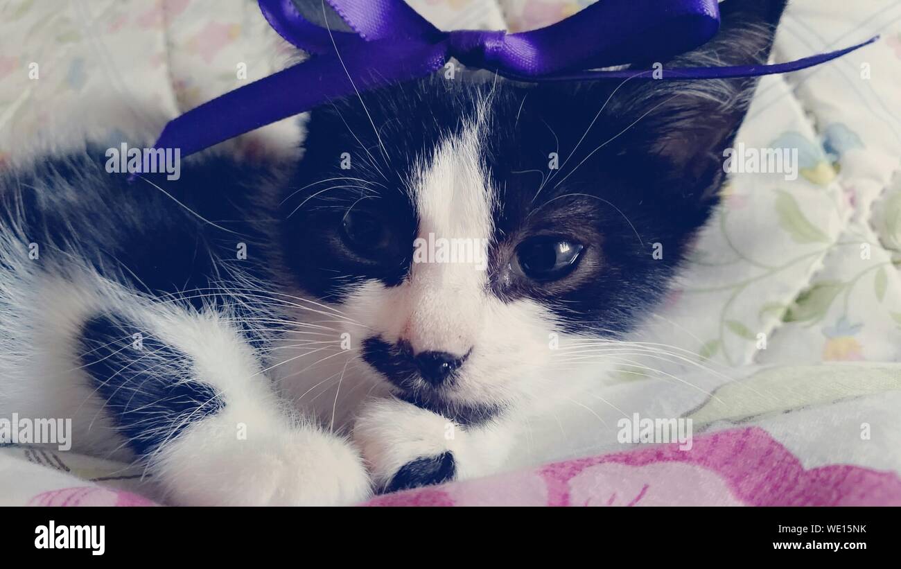 Cat Tied Up High Resolution Stock Photography and Images - Alamy