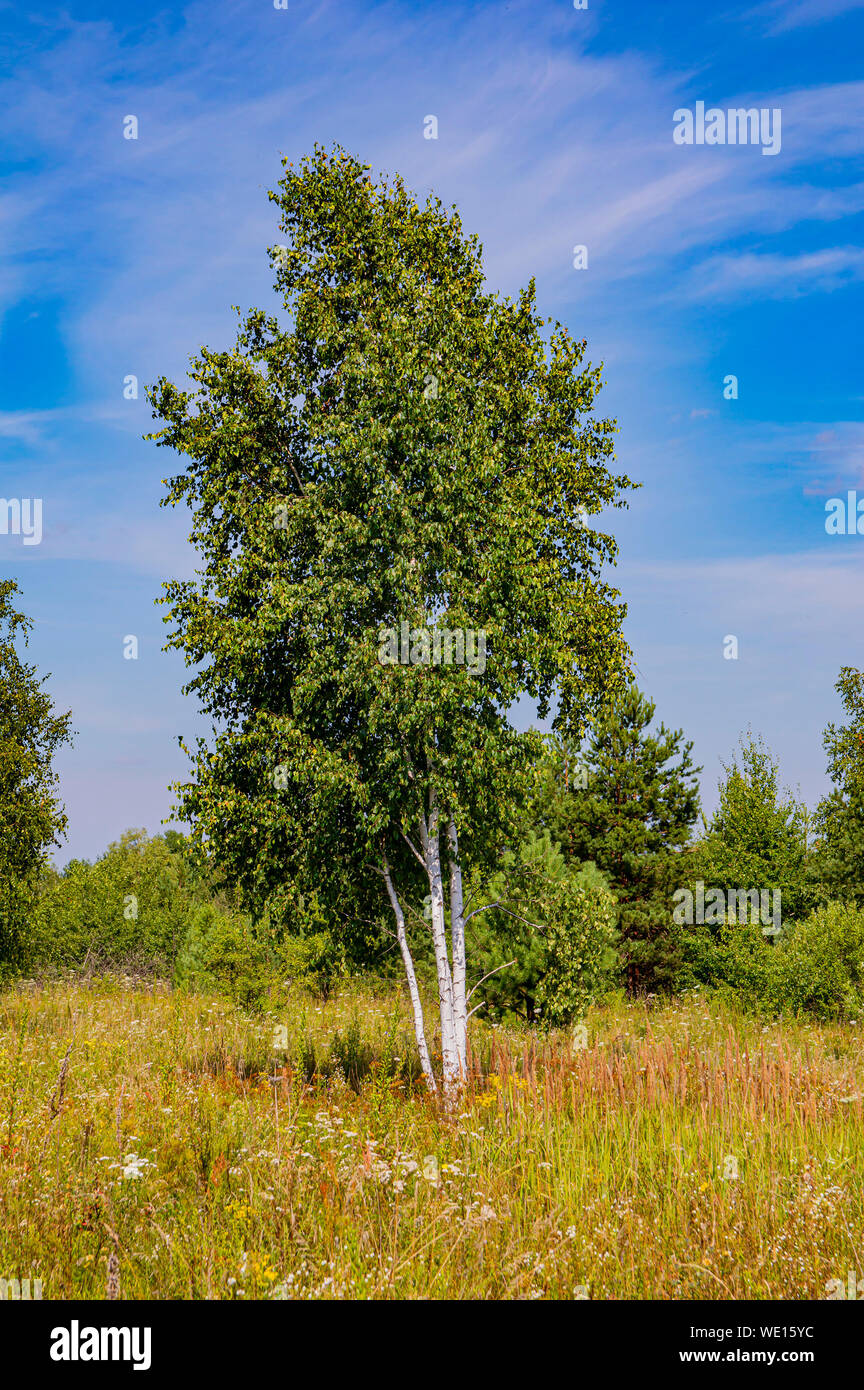Birch tree against the blue sky with white clouds. Natural landscape ...