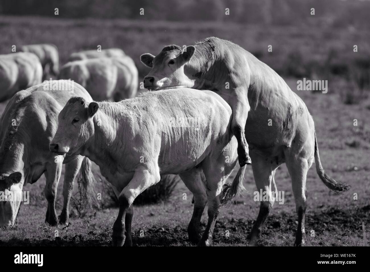 Cow mating hi-res stock photography and images - Alamy