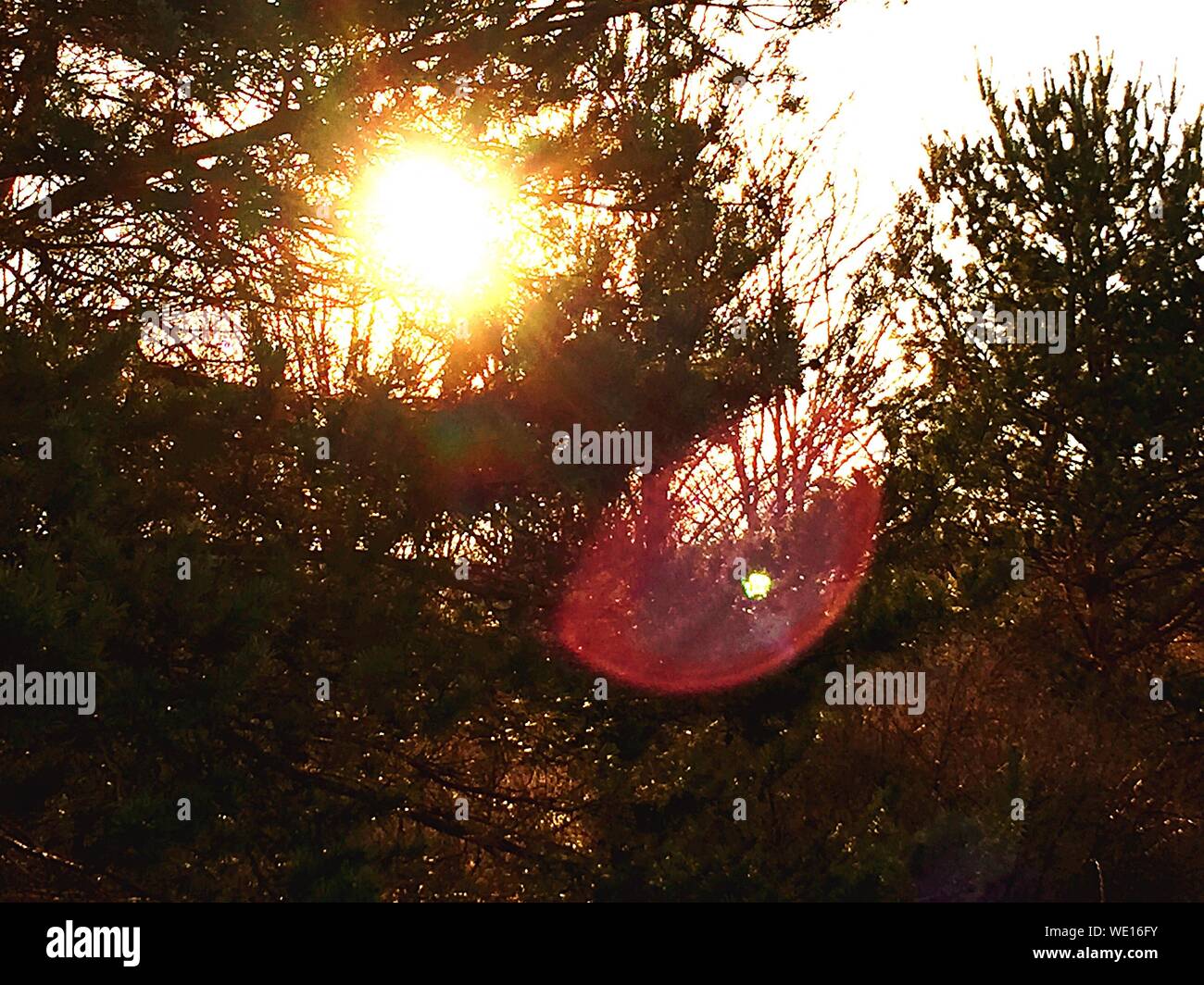 Breaking tree branches hi-res stock photography and images - Alamy