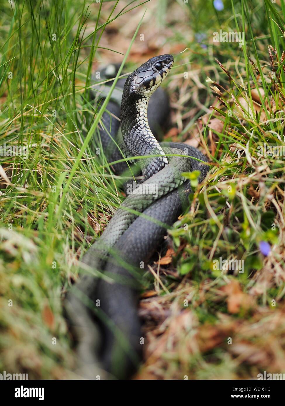 Black snake hi-res stock photography and images - Alamy