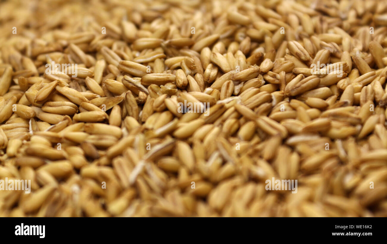 spring sowing of grain crops, bake bread from wheat of the highest ...